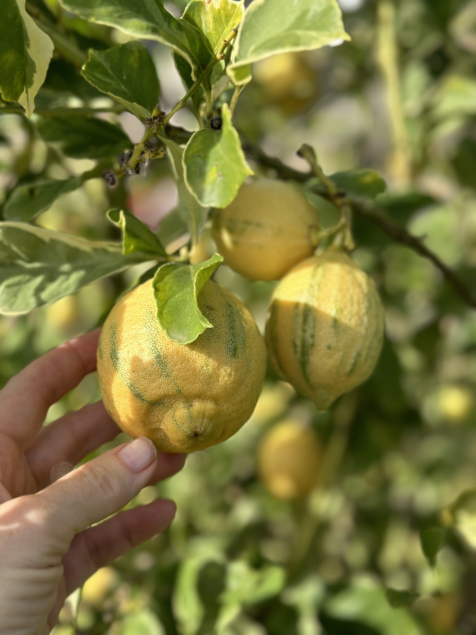 Does Lemon Help Reduce Salt Intake Levels? - Sharon Palmer, The Plant ...